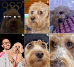 Chico: Der Hund, der Olympia-Geschichte schreibt (Milano Cortina 2026)